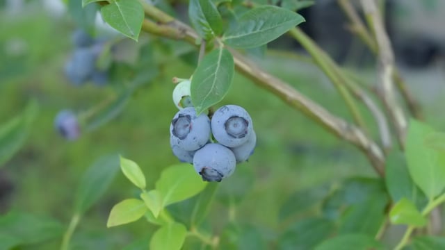 Blueberry Videos: Download 14+ Free 4K & HD Stock Footage Clips - Pixabay