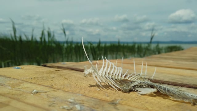 Fish Skeleton Splinter - Free video on Pixabay