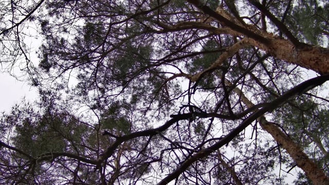 Arvores Pinho Floresta - Free video on Pixabay - Pixabay