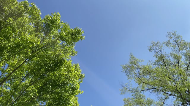 Arvores Vento Floresta - Free video on Pixabay - Pixabay