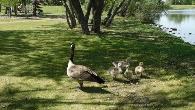 Goslings Birds Family - Free video on Pixabay