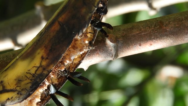 Wasps Insects Sting - Free video on Pixabay