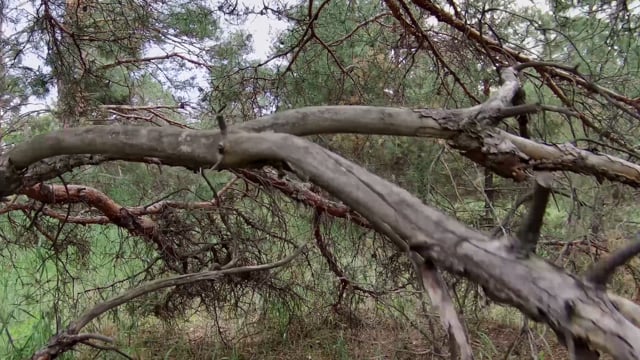 Evergreen Forest Videos: Download 17+ Free 4K & HD Stock Footage Clips ...