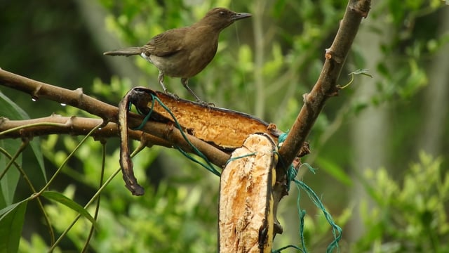 Bird Food Branch - Free video on Pixabay