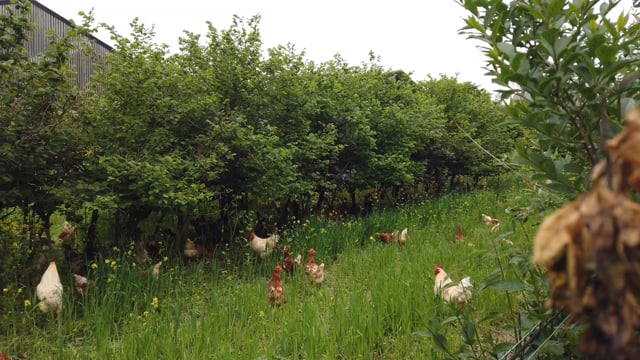 Farm, Bird, Chicken. Free Stock Video - Pixabay