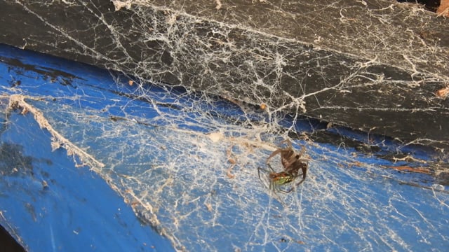 Spiders Web Hunting - Free video on Pixabay