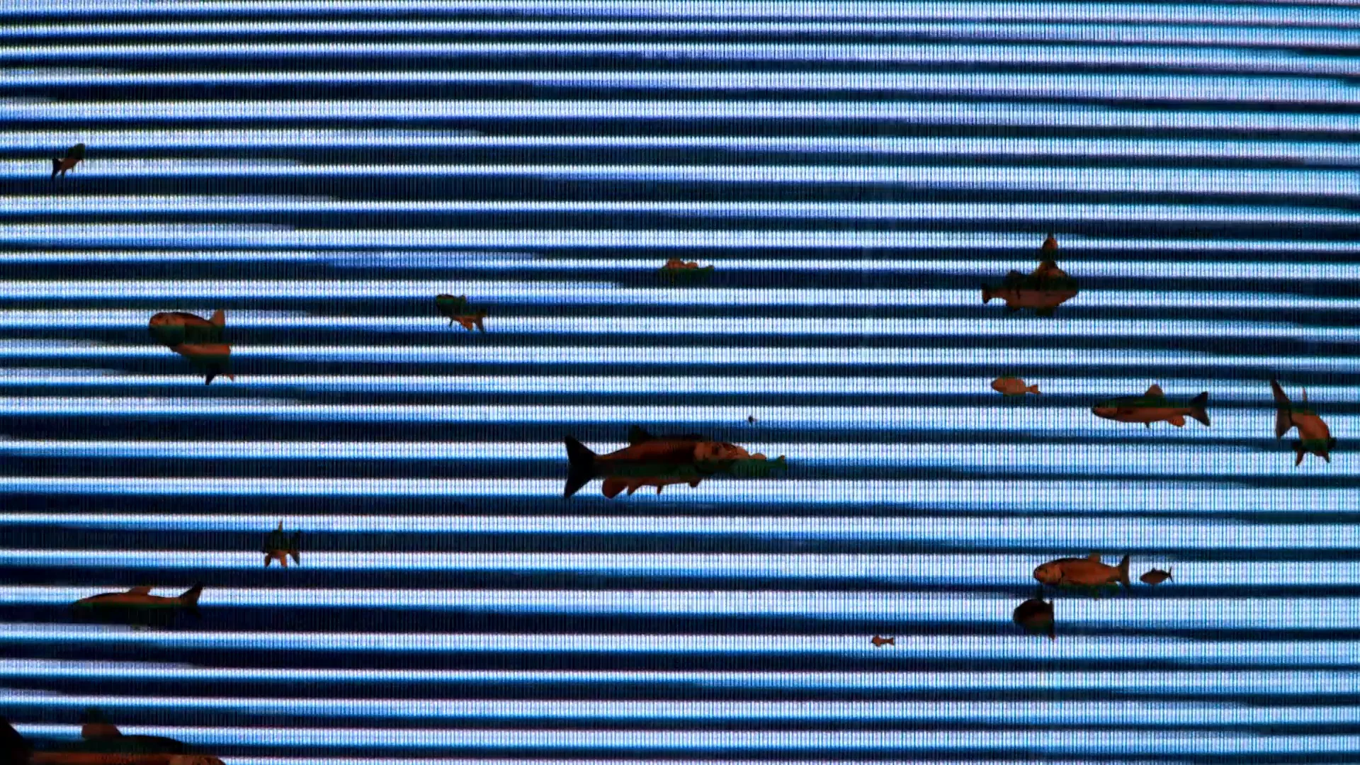 FISH TANK on Vimeo