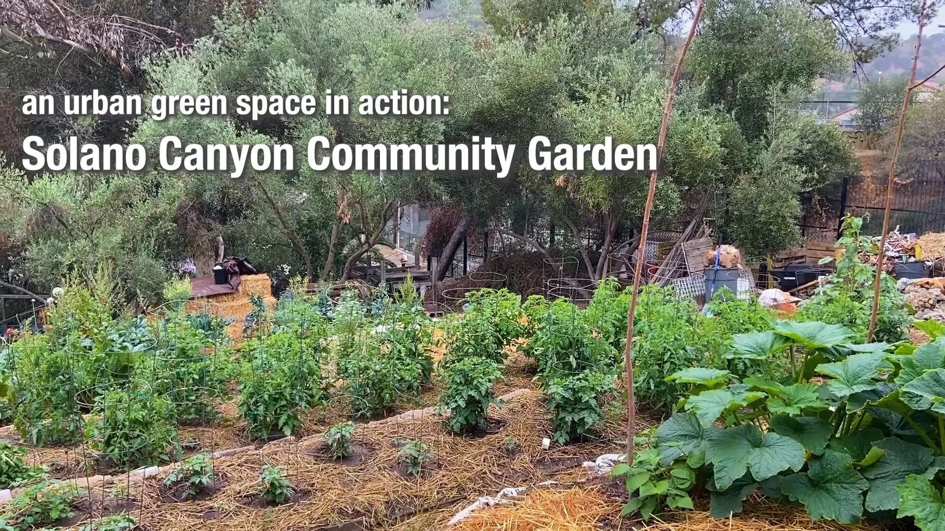 Urban Green Space in Action at the SOLANO CANYON COMMUNITY GARDEN on Vimeo