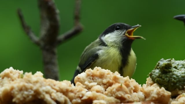 Pájaro Paro Pico - Free video on Pixabay