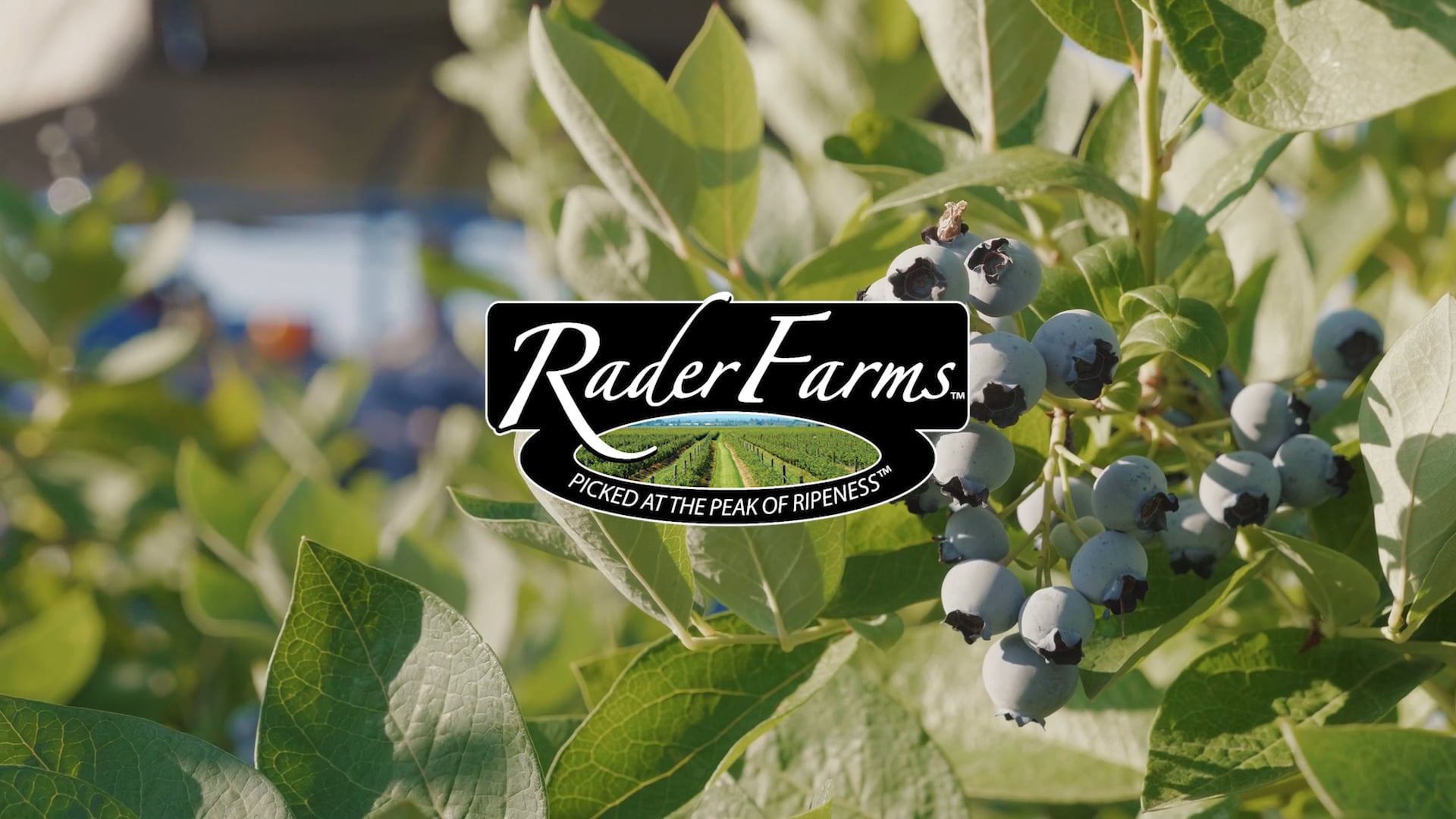 Rader Farms: Blueberries on Vimeo