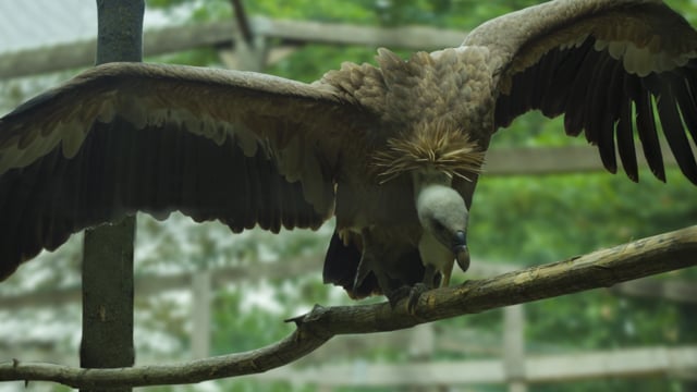 Vulture, Birds, Bird. Free Stock Video - Pixabay