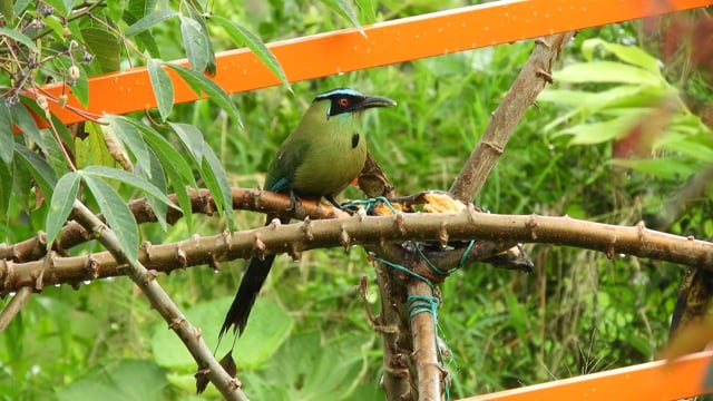 Aves Alas Vistoso - Free video on Pixabay - Pixabay