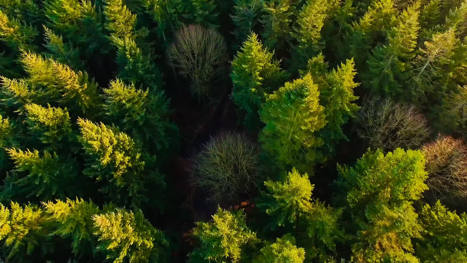 Forest-2.mov on Vimeo