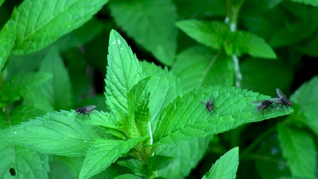 Peppermint Videos: Download 6+ Free 4K & HD Stock Footage Clips - Pixabay