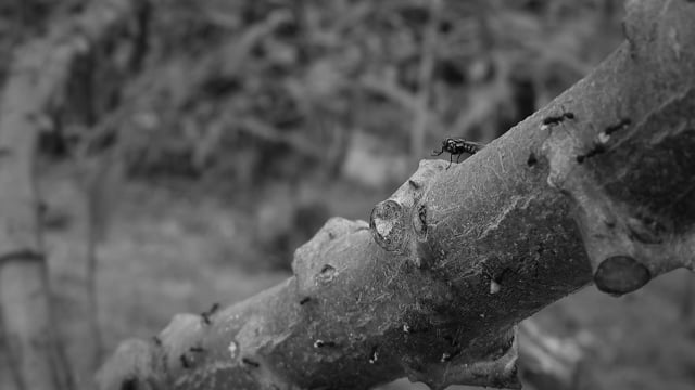 Más de 80 vídeos en HD y 4K gratis de Moscas y Naturaleza - Pixabay