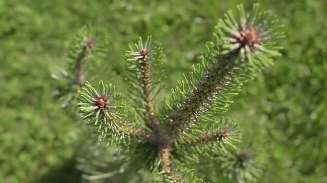 Tree Needles Fir - Free video on Pixabay