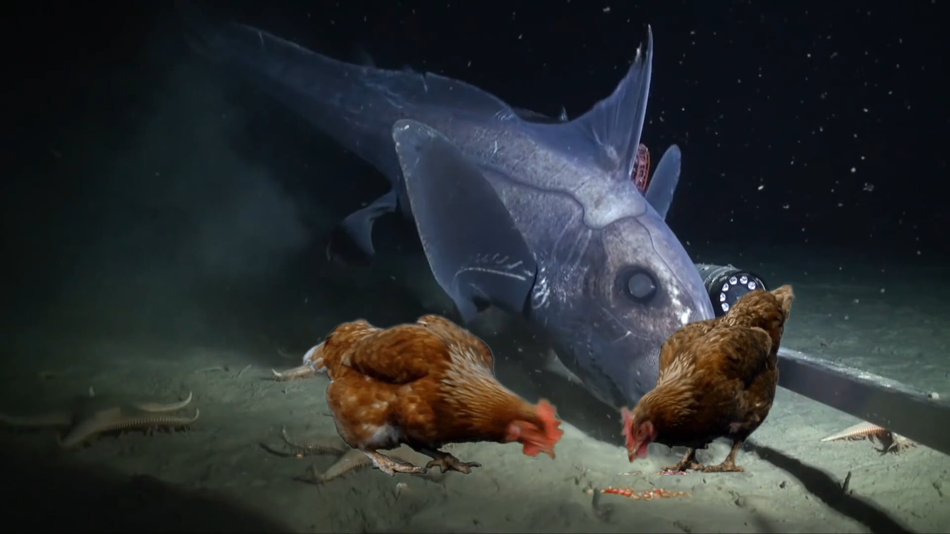 Underwater Chicken on Vimeo