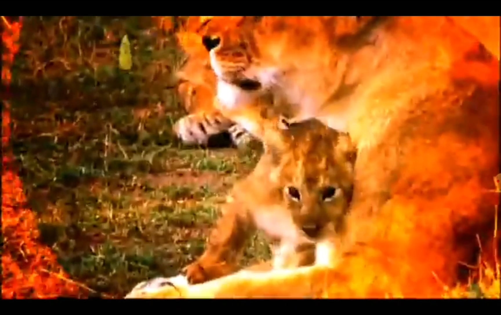 Little Big Cat Intro on Vimeo