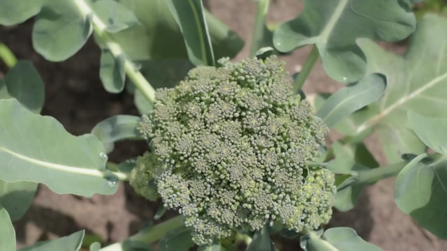 Broccoli, Vegetables, Young. Free Stock Video - Pixabay