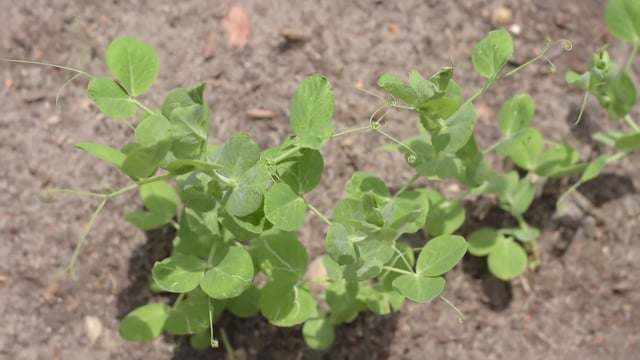 Peas Legumes Cultivation - Free video on Pixabay