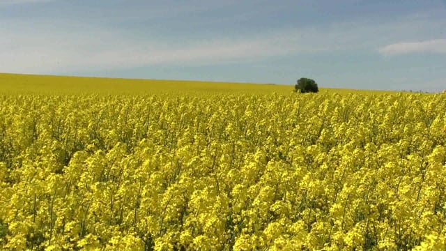 Yellow Field, Green Tree, Field. Free Stock Video - Pixabay