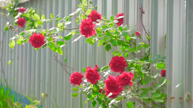 Rosen Blume Busch - Free video on Pixabay - Pixabay