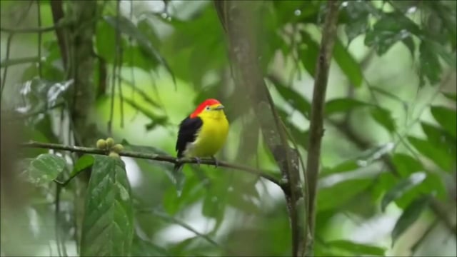 Bird Manakin Nature Free Stock Video - Pixabay