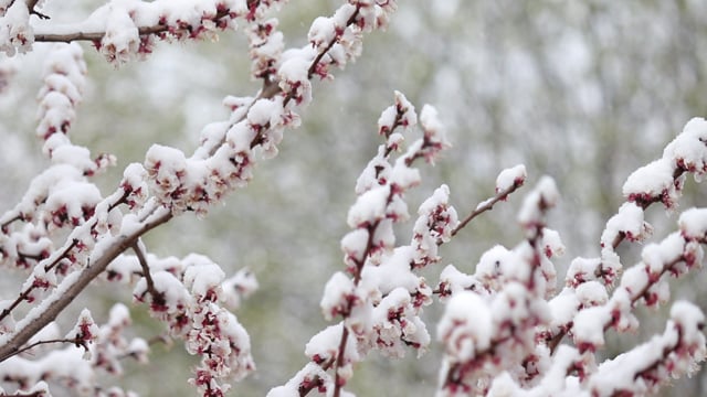 Flower, Snow, Nature. Free Stock Video - Pixabay