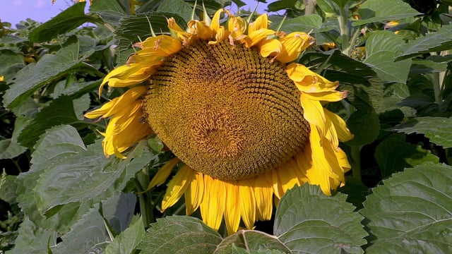 Sunflower, Summer, Warm. Free Stock Video - Pixabay