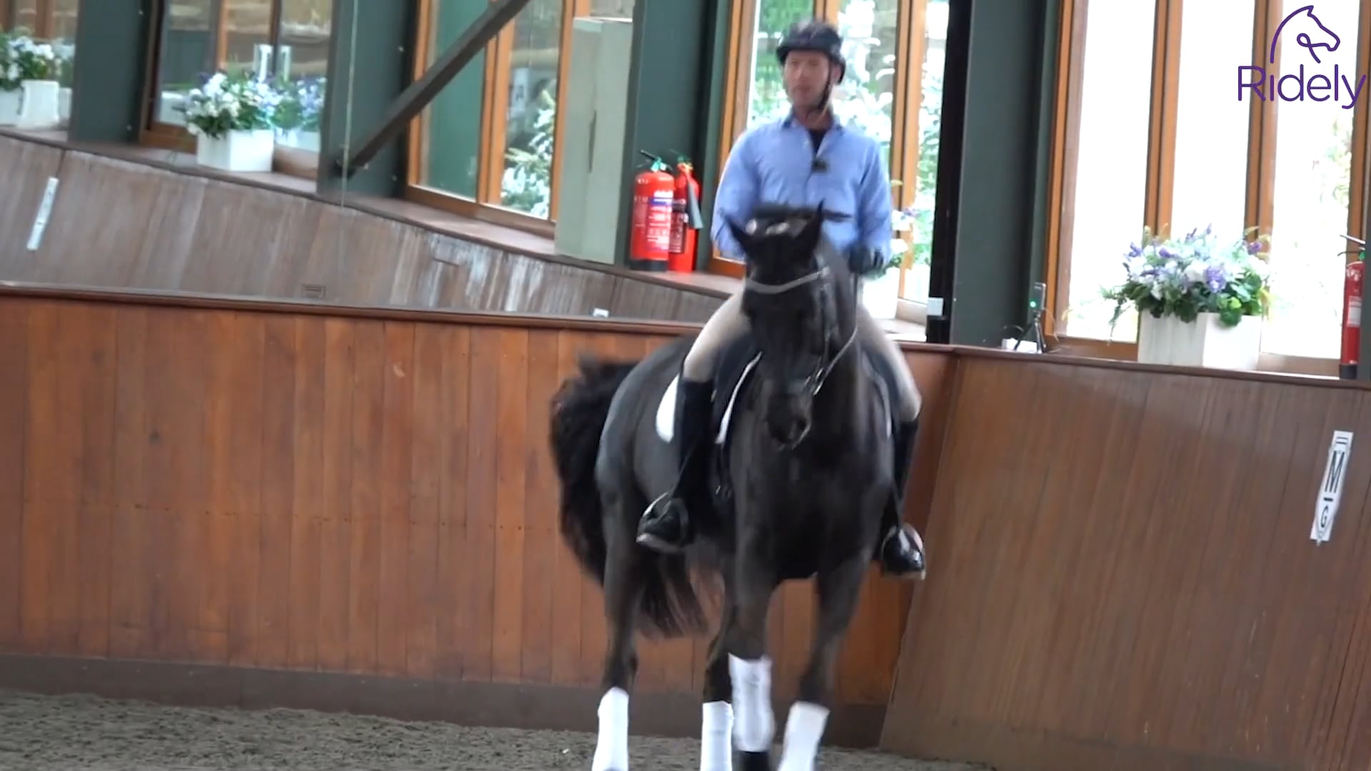 Developing the canter half pass | Ridely