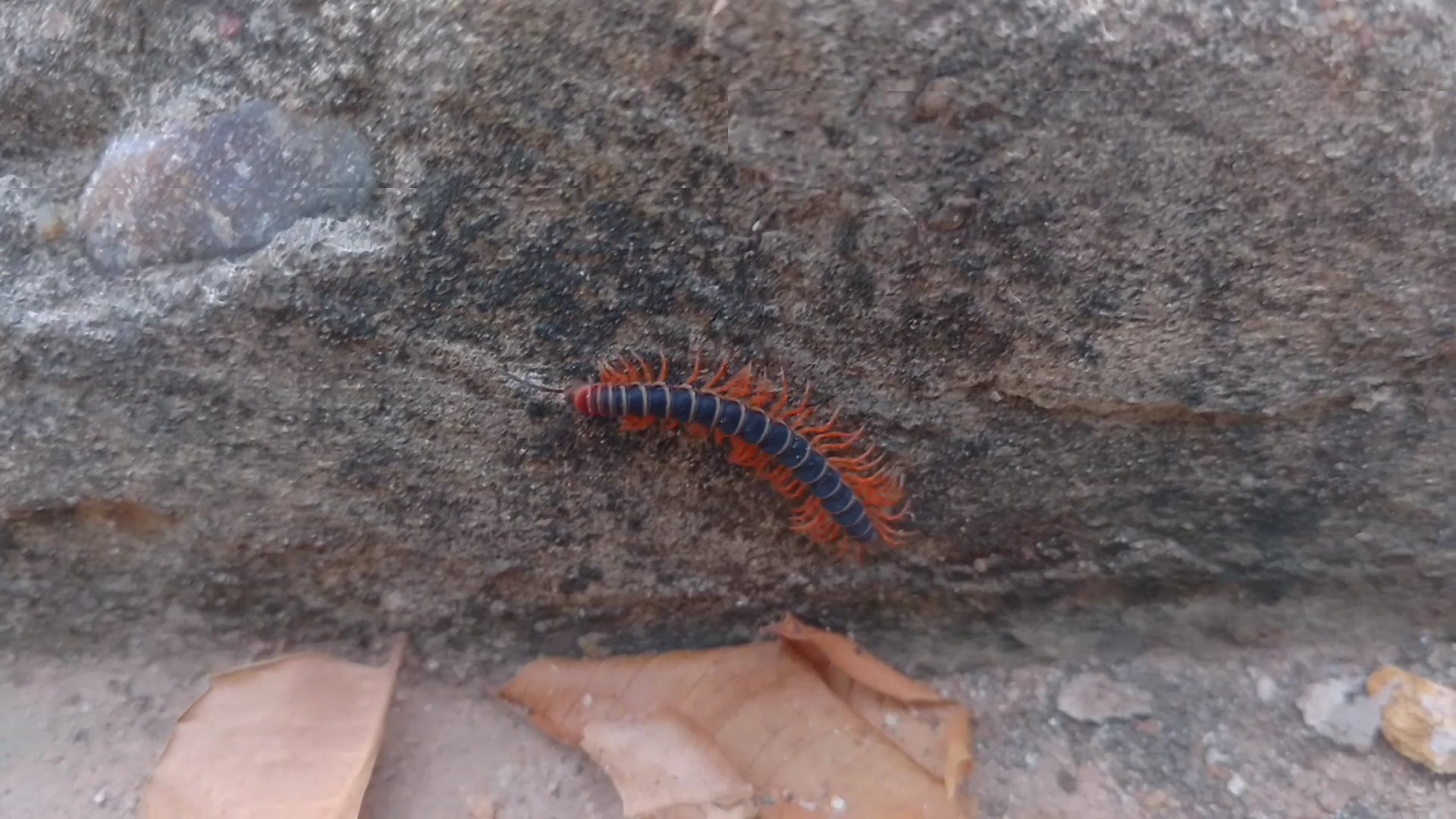 Blebo Michael Jackson on Vimeo