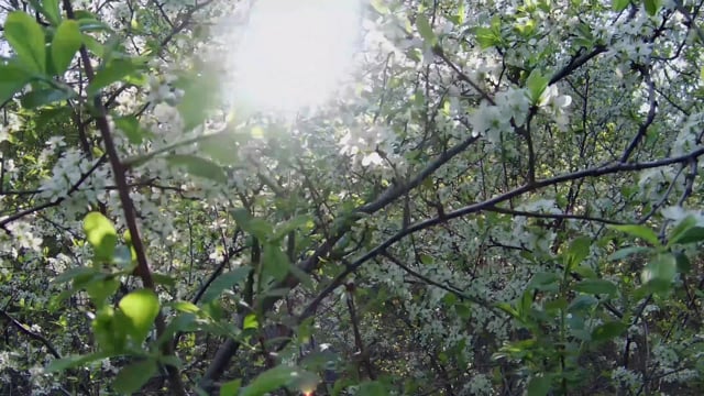 Spring, Trees, Tree. Free Stock Video - Pixabay