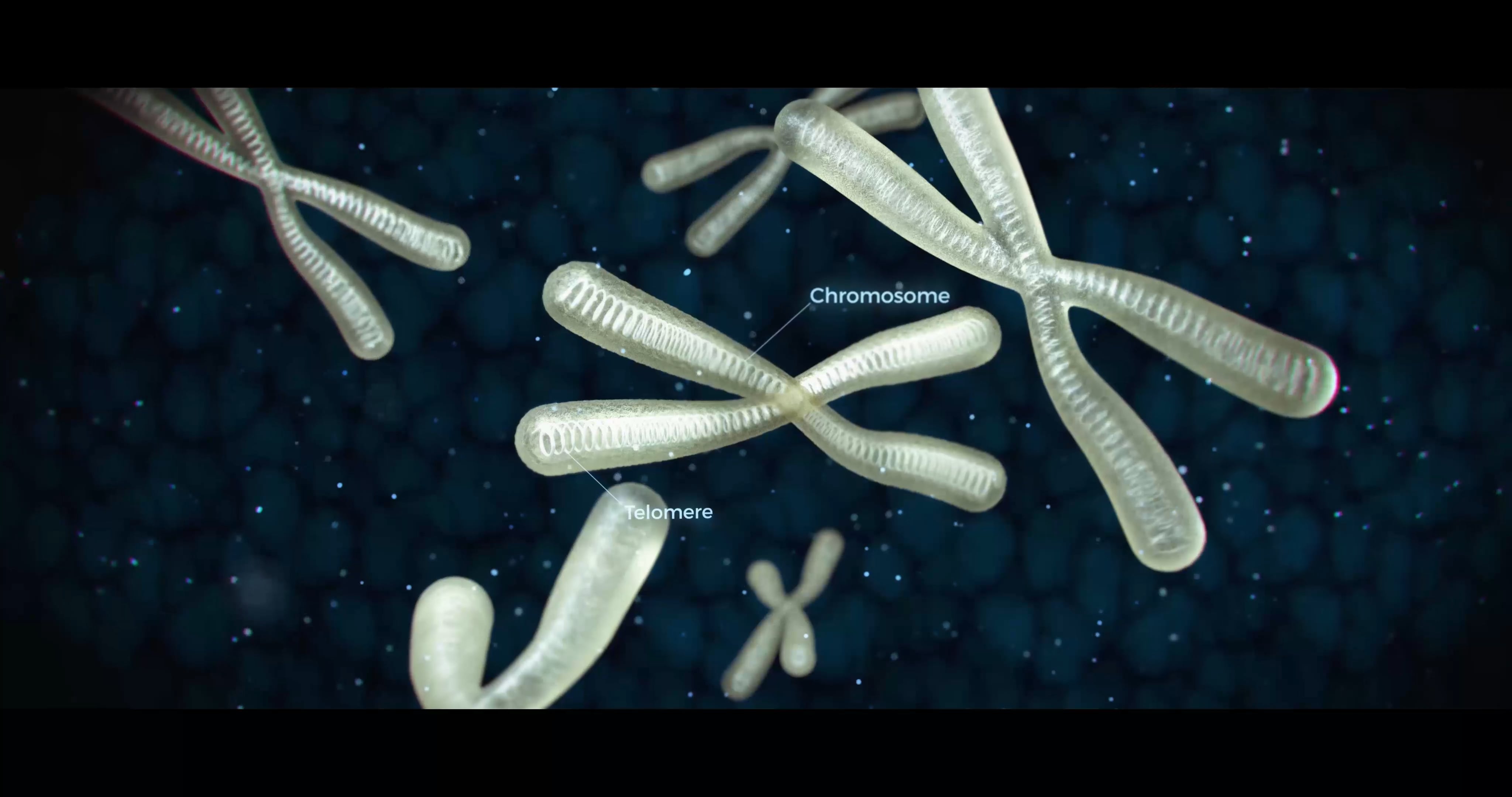 telomere-animation-test3 on Vimeo
