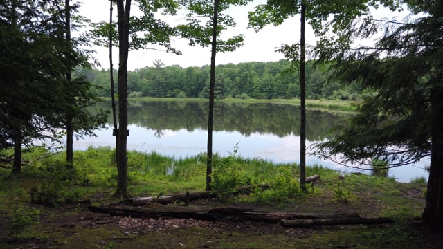 Forêt Lac Étang - Free video on Pixabay