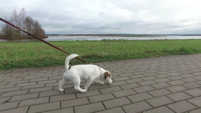 Cachorro Filhote De Bicho - Free video on Pixabay