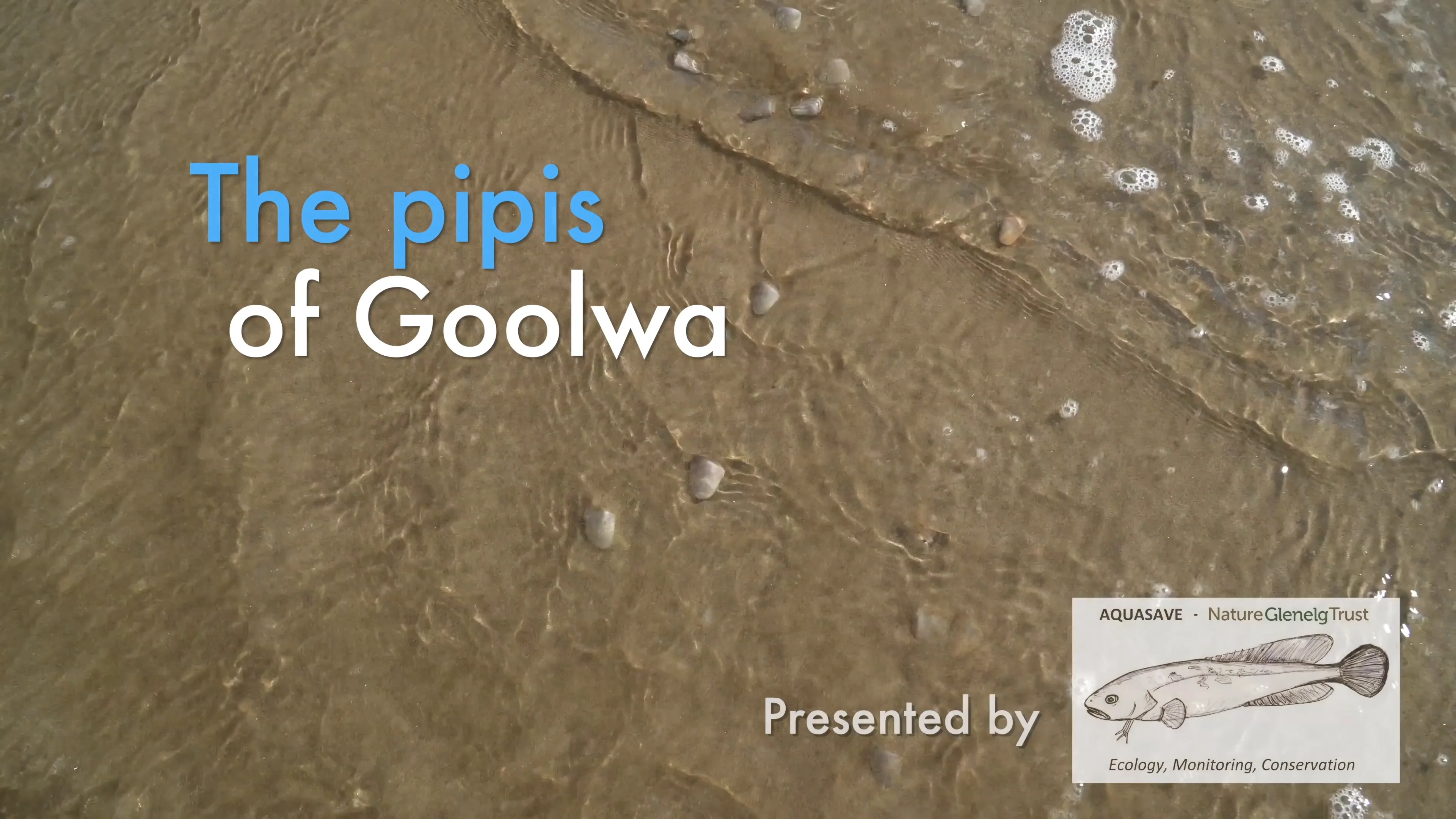The pipis of Goolwa on Vimeo