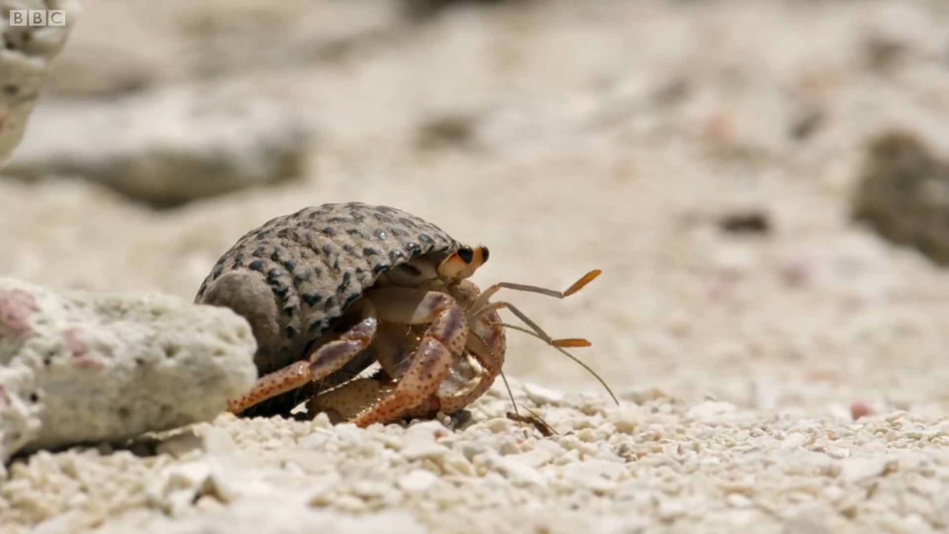 Amazing Crabs Shell Exchange Life Story BBC (1) on Vimeo