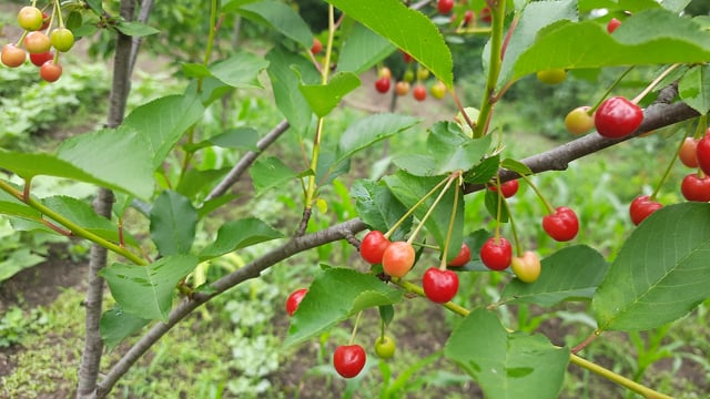 Cherry, Nature, Green. Free Stock Video - Pixabay