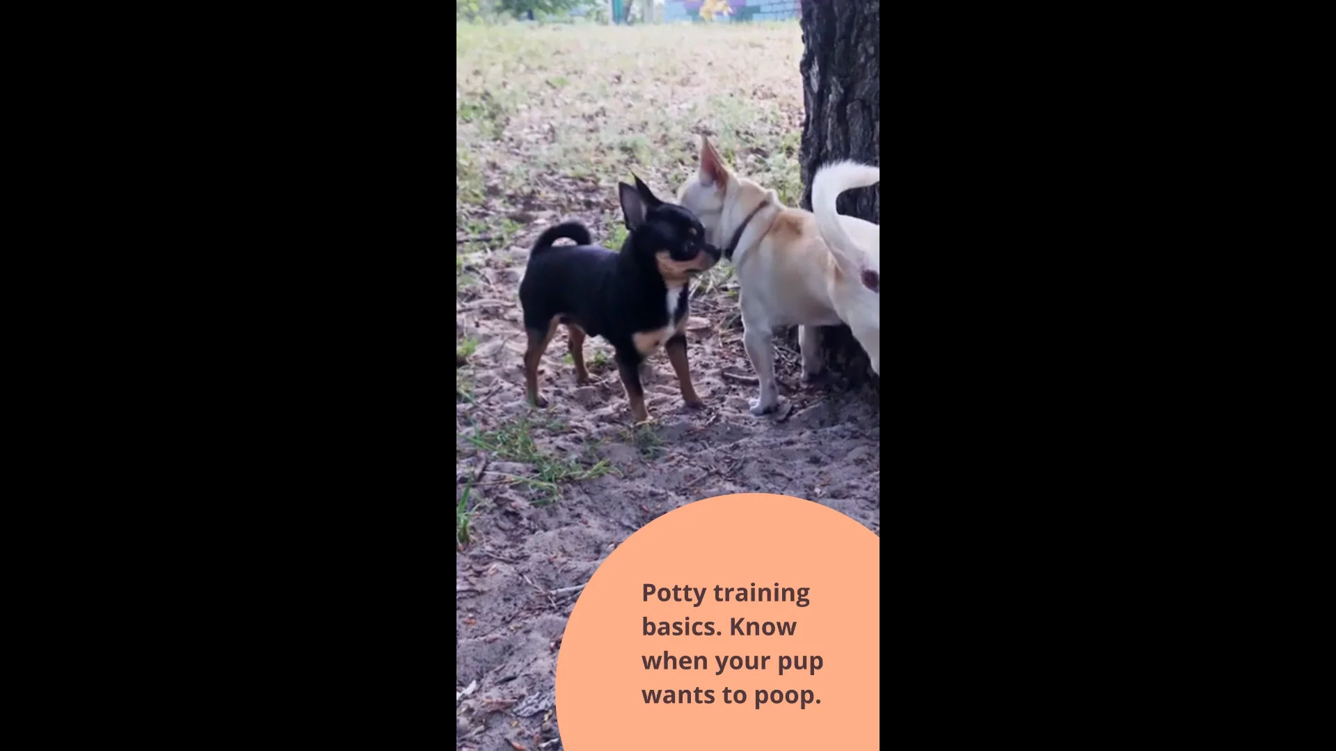 Potty Training Basics on Vimeo