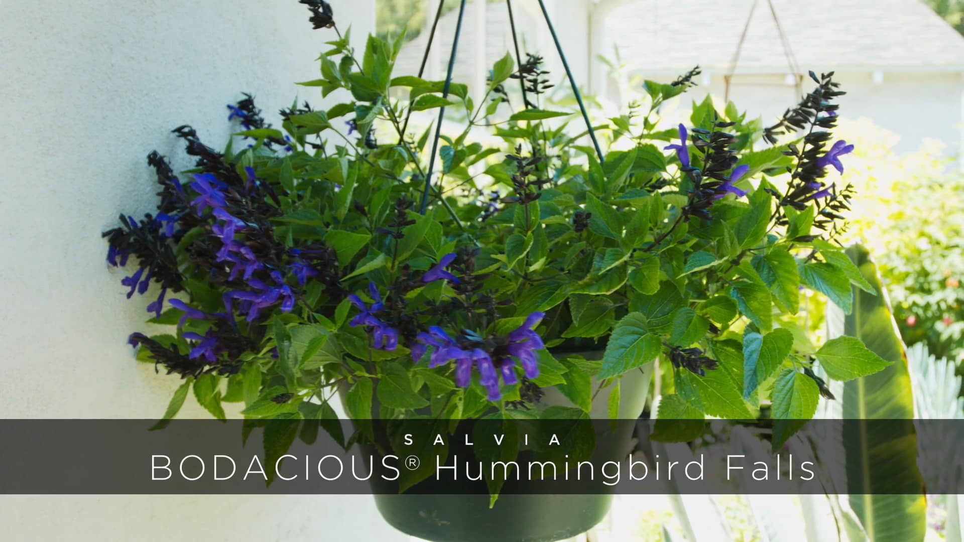 Salvia Bodacious Hummingbird Falls CAST on Vimeo