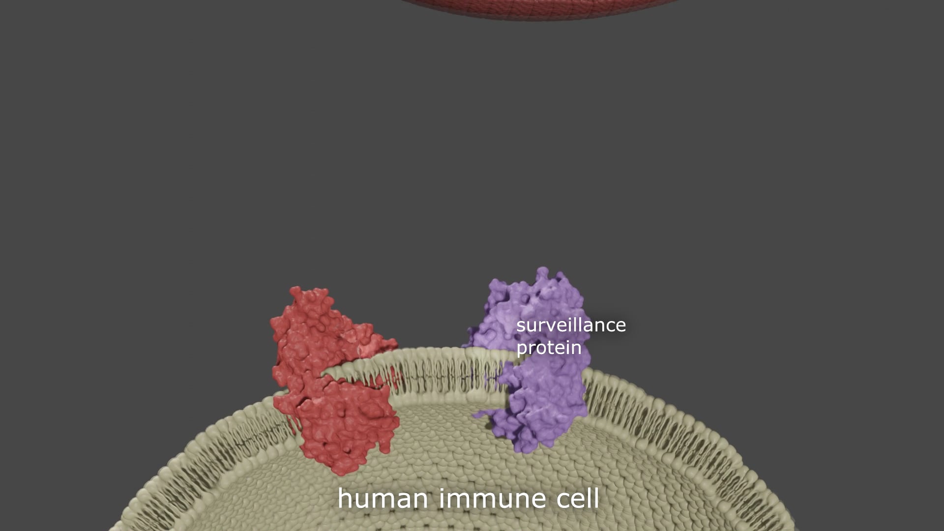 Self vs. Non-Self Immunity on Vimeo