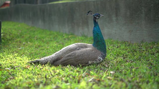 Pavo Real Pájaro Plumas - Free video on Pixabay - Pixabay