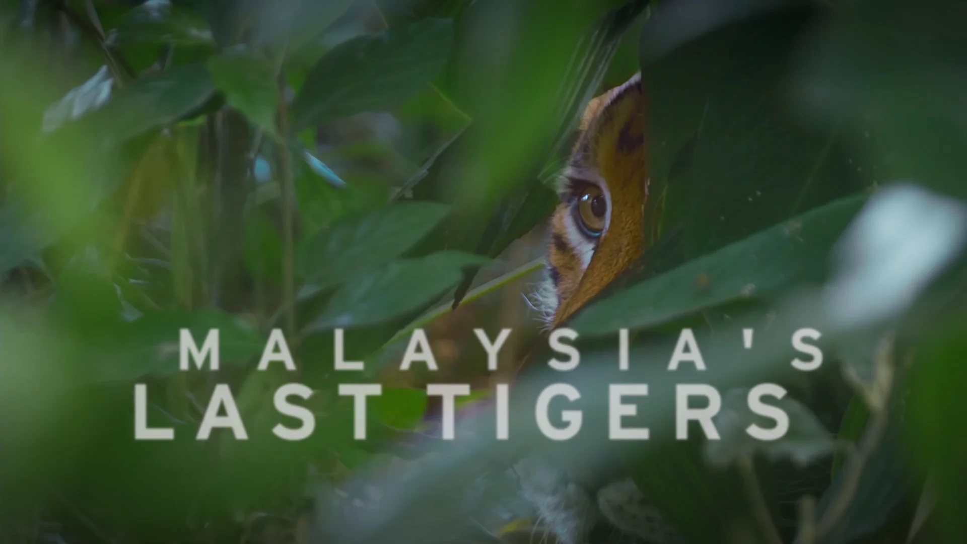MALAYSIA’S LAST TIGERS TRAILER on Vimeo