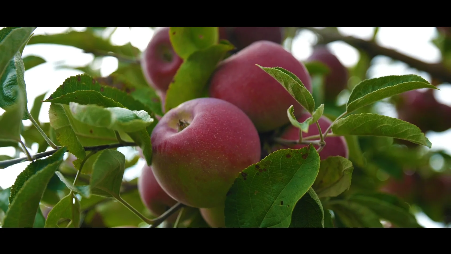 Value Added Producer Grant: Becker Farms on Vimeo