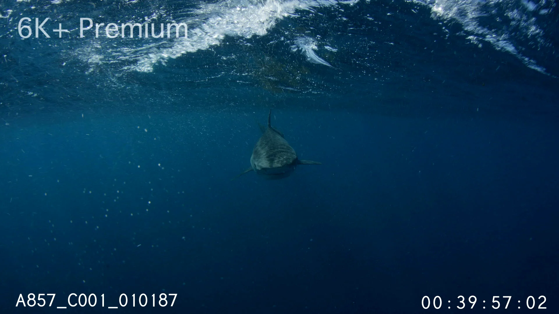 4K Sharks Tiger Shark - Tiger shark feeding lunge towards camera 6K+ 3 ...