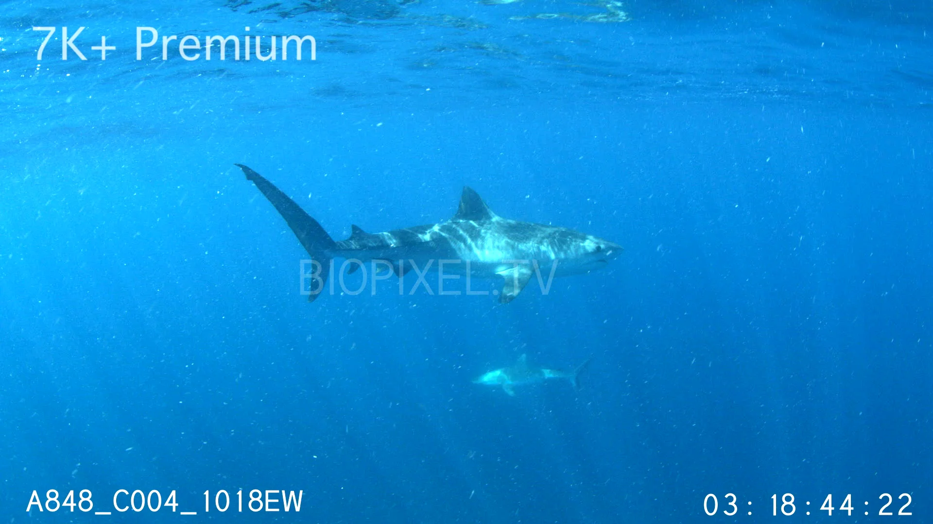 tiger shark / turtle interaction - Tiger shark feeding lunge towards ...