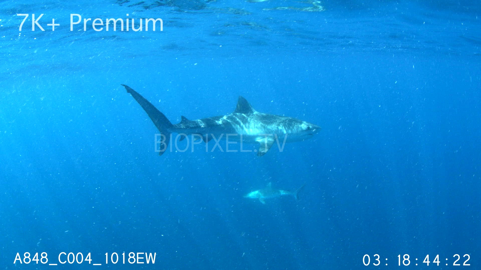 4K Sharks Tiger Shark - Tiger shark feeding lunge towards camera 7k+ 1 ...