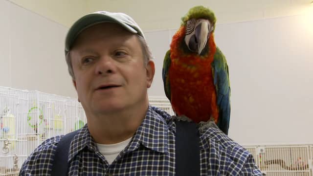 Nick Morganelli's Parrots and Macaws on Vimeo