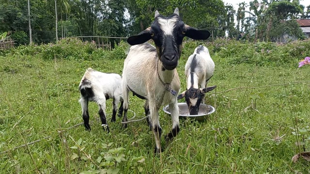 Indian Goat, White And Black, They Are Domestic. Free Stock Video - Pixabay