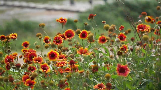 Flowers Wind Indian Chrysanthemum - Free video on Pixabay